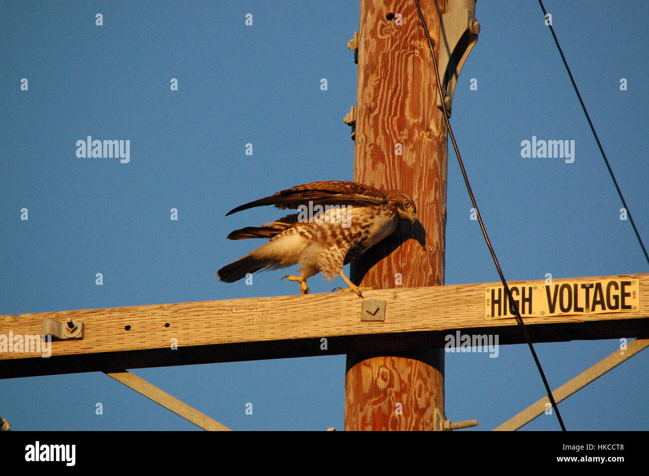 Juvenile Red Tailed Hawk