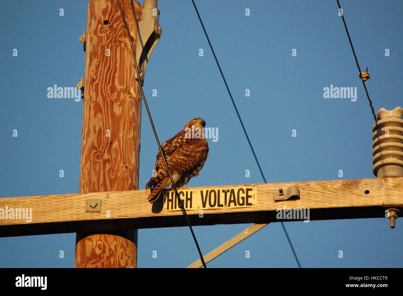 A Juvenile Red Tail Hawk enjoying the power lines during the golden ...