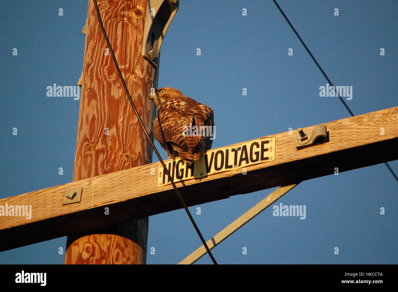 A Juvenile Red Tail Hawk enjoying the power lines during the golden ...