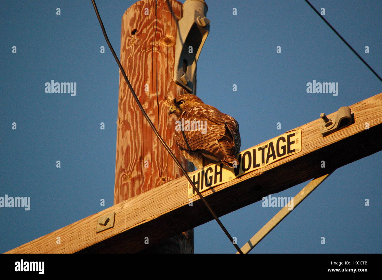 A Juvenile Red Tail Hawk enjoying the power lines during the golden ...