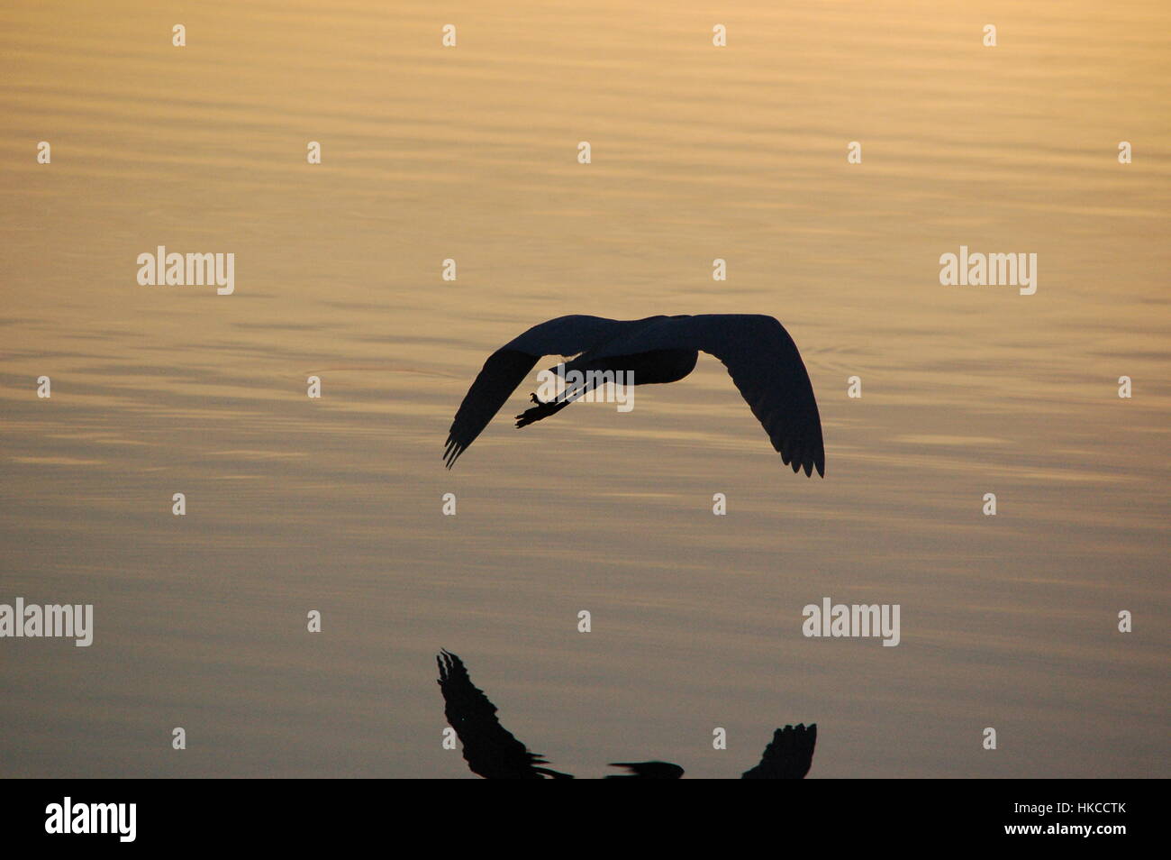 bird flying over water Stock Photo - Alamy