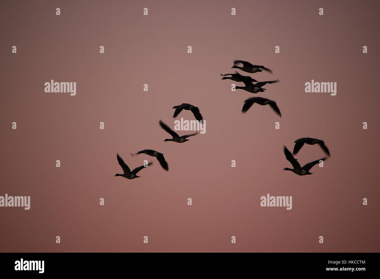 birds flying in formation Stock Photo - Alamy