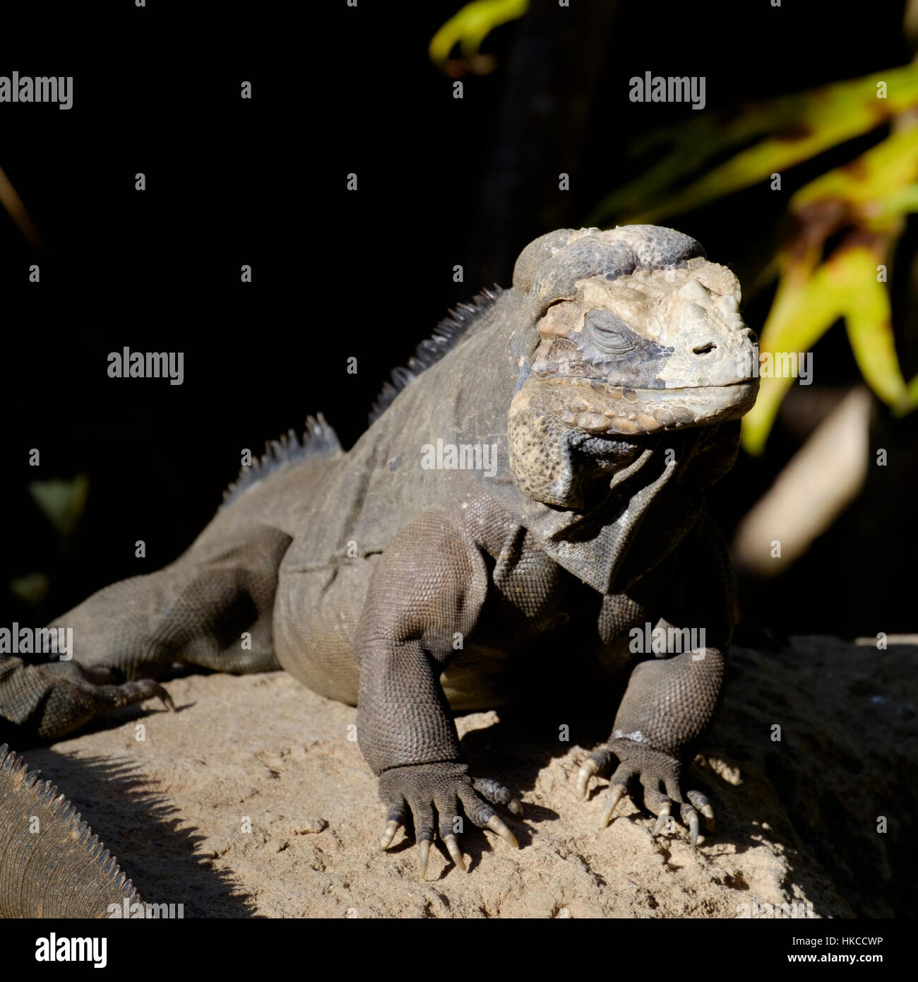 Rhinoceros Iguana - Australia Zoo Stock Photo - Alamy