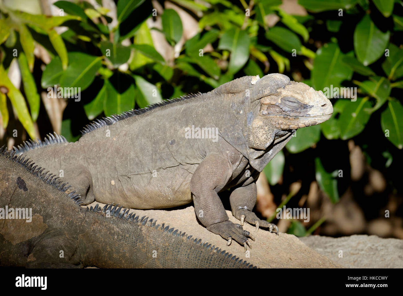 Rhinoceros Iguana - Australia Zoo Stock Photo - Alamy