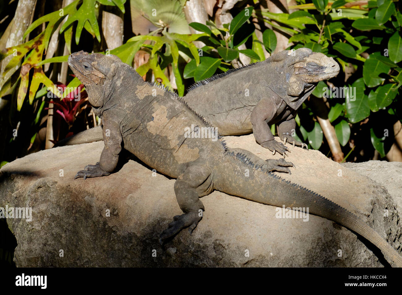 Rhinoceros Iguana - Australia Zoo Stock Photo - Alamy
