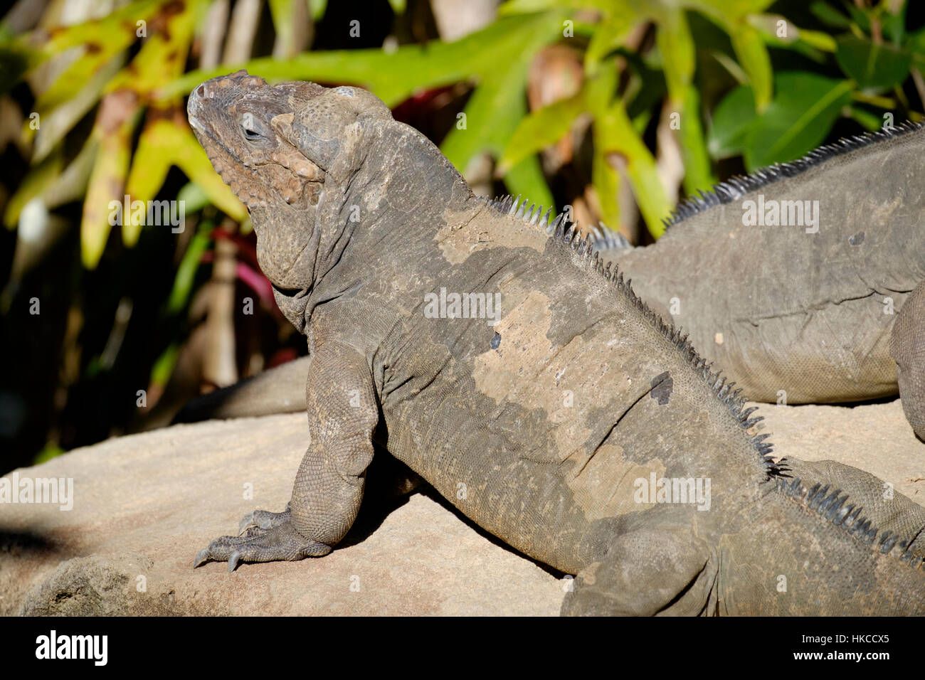 Rhinoceros Iguana - Australia Zoo Stock Photo - Alamy