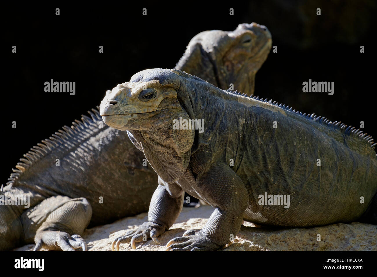 Rhinoceros Iguana - Australia Zoo Stock Photo - Alamy