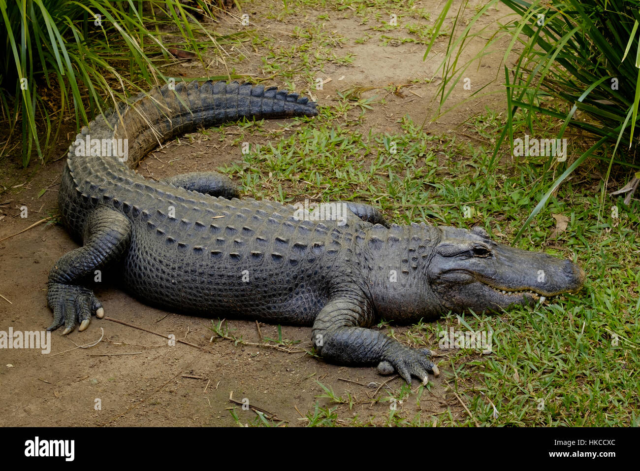 American Alligator - Australia Zoo Stock Photo - Alamy