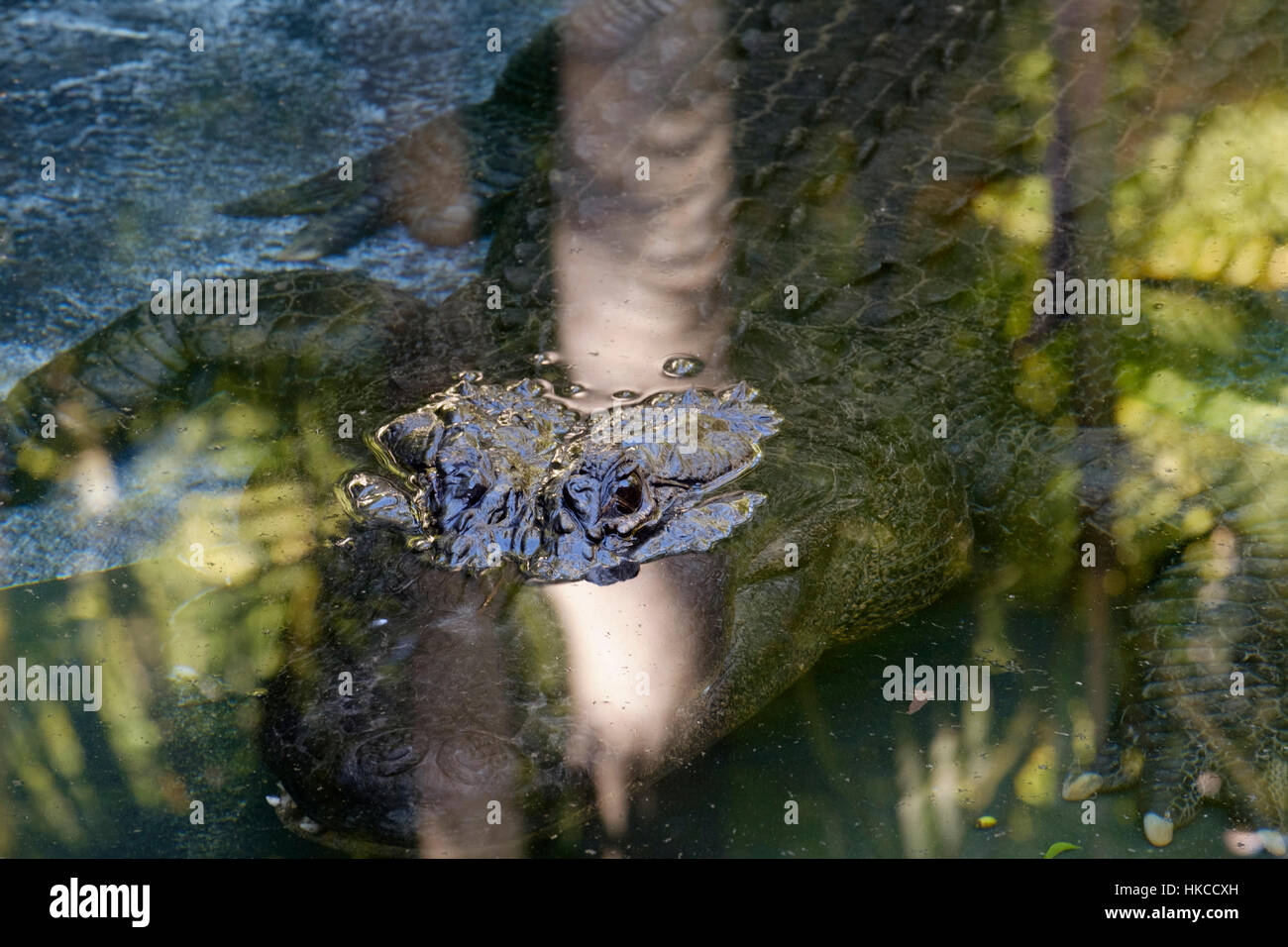 American Alligator - Australia Zoo Stock Photo - Alamy