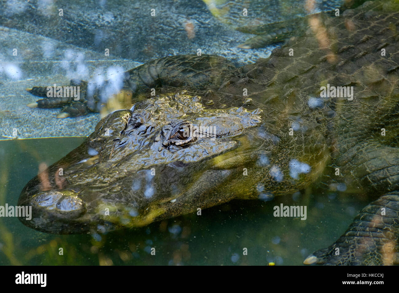 Alligator australia hi-res stock photography and images - Alamy
