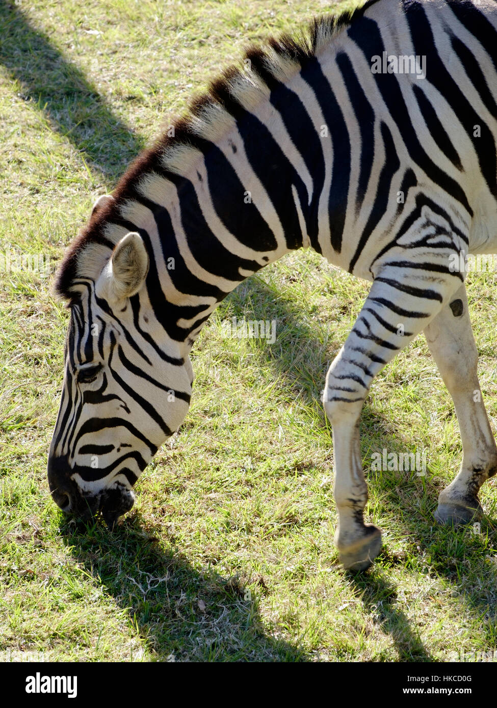 Zebra - Australia Zoo Stock Photo - Alamy