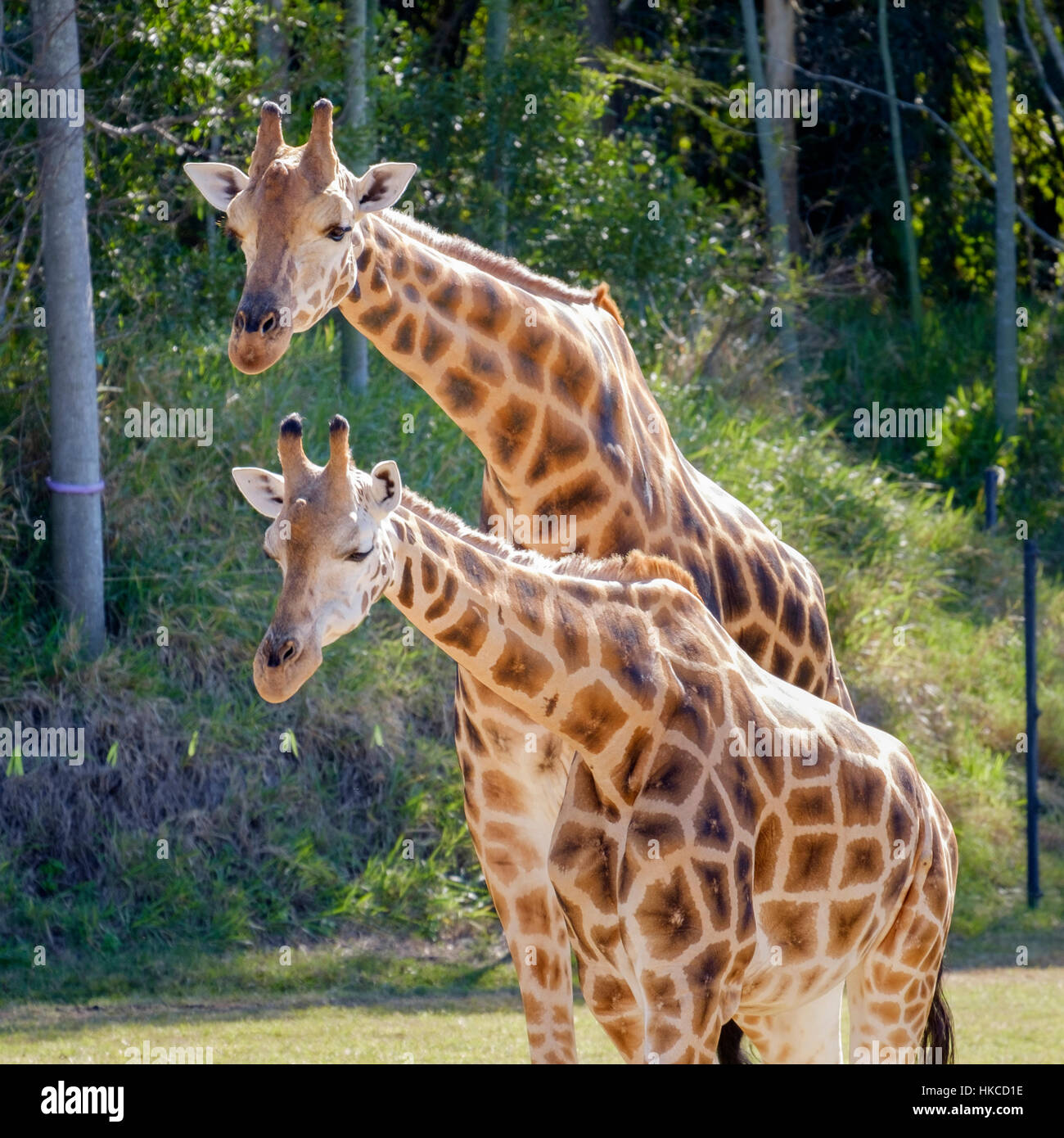 Giraffe - Australia Zoo Stock Photo - Alamy