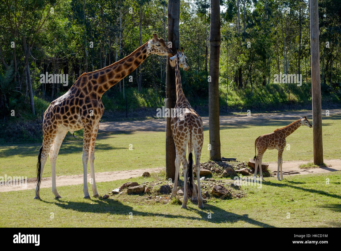 Giraffe - Australia Zoo Stock Photo - Alamy