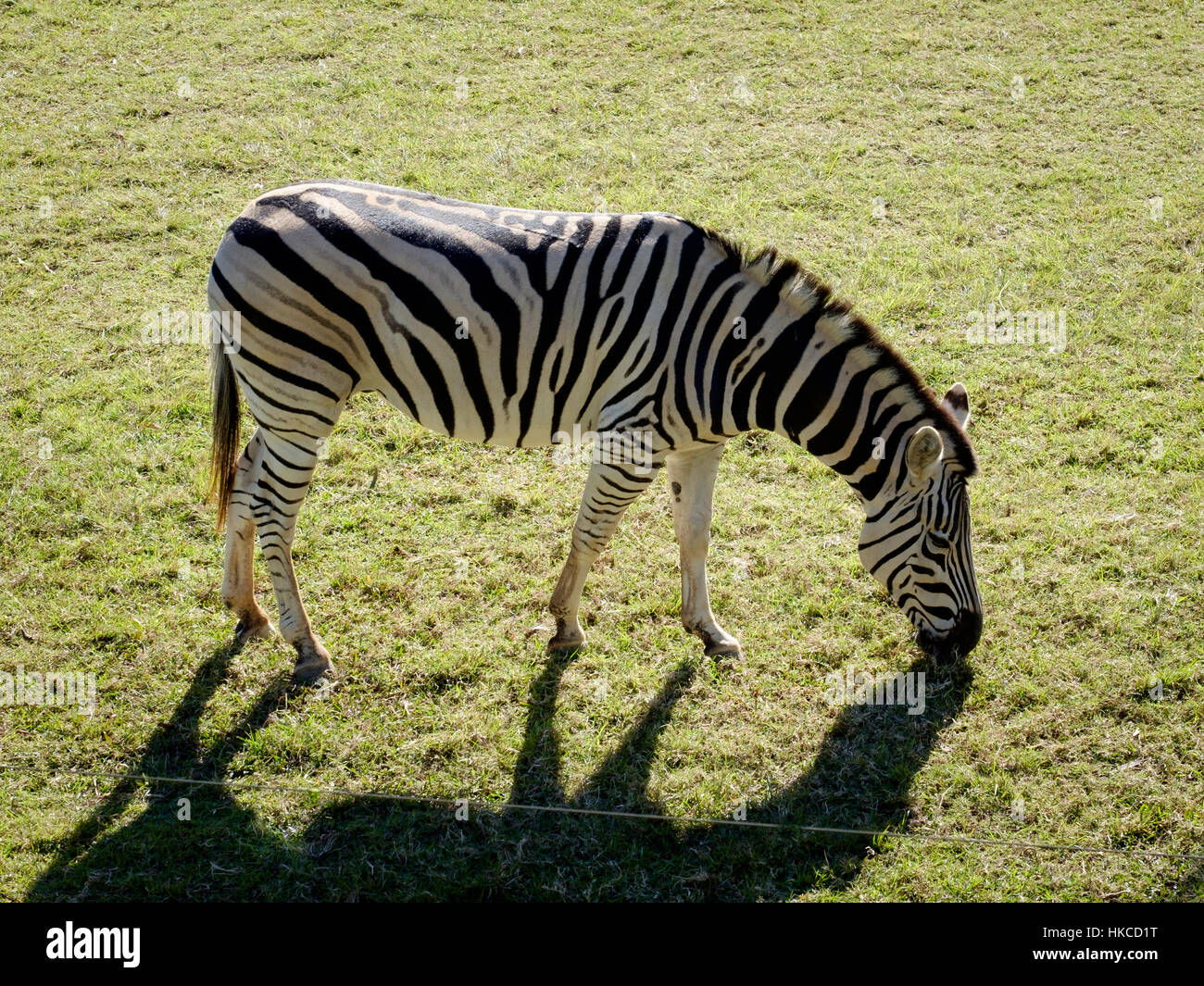 Zebra - Australia Zoo Stock Photo - Alamy