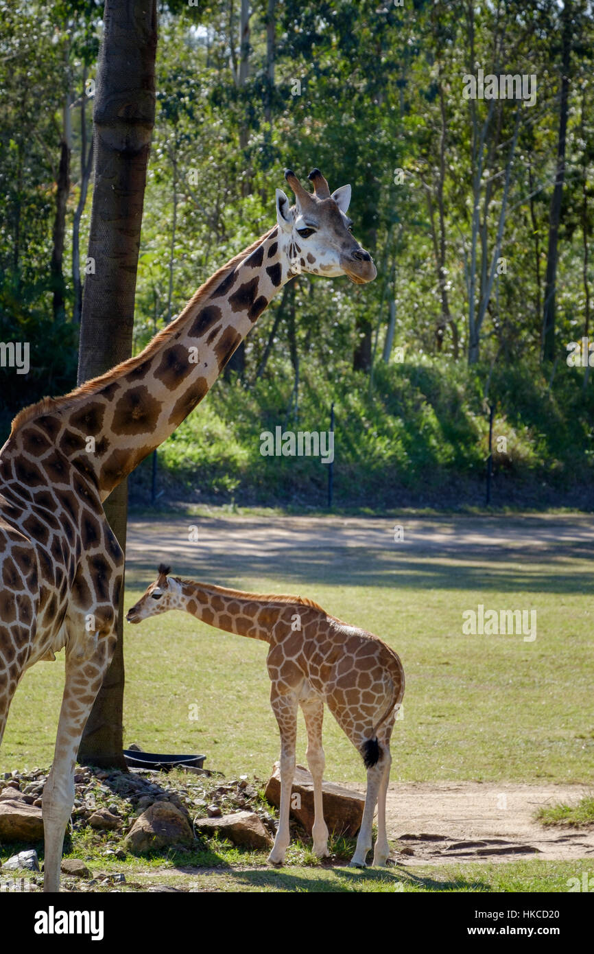 Giraffe - Australia Zoo Stock Photo - Alamy