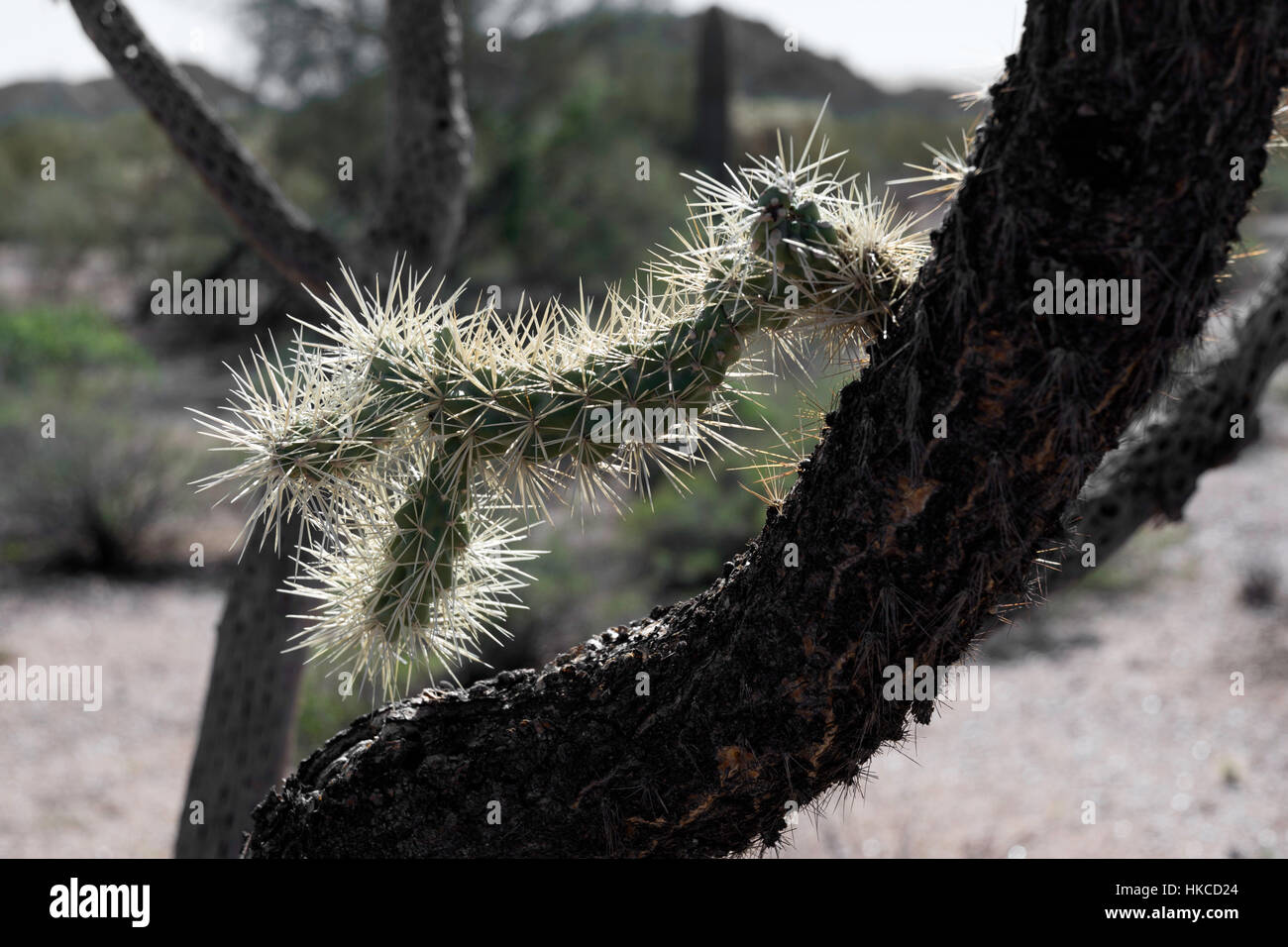 cholla cactus stuck in tree branch Stock Photo - Alamy