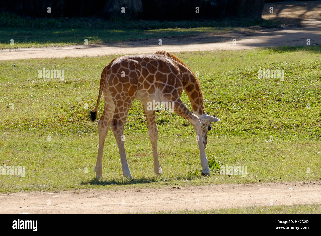 Giraffe - Australia Zoo Stock Photo - Alamy