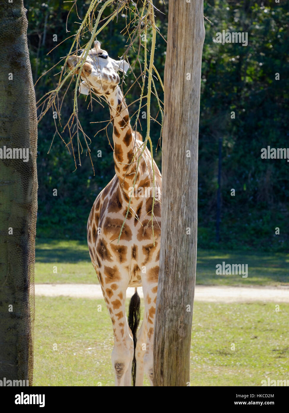 Giraffe - Australia Zoo Stock Photo - Alamy