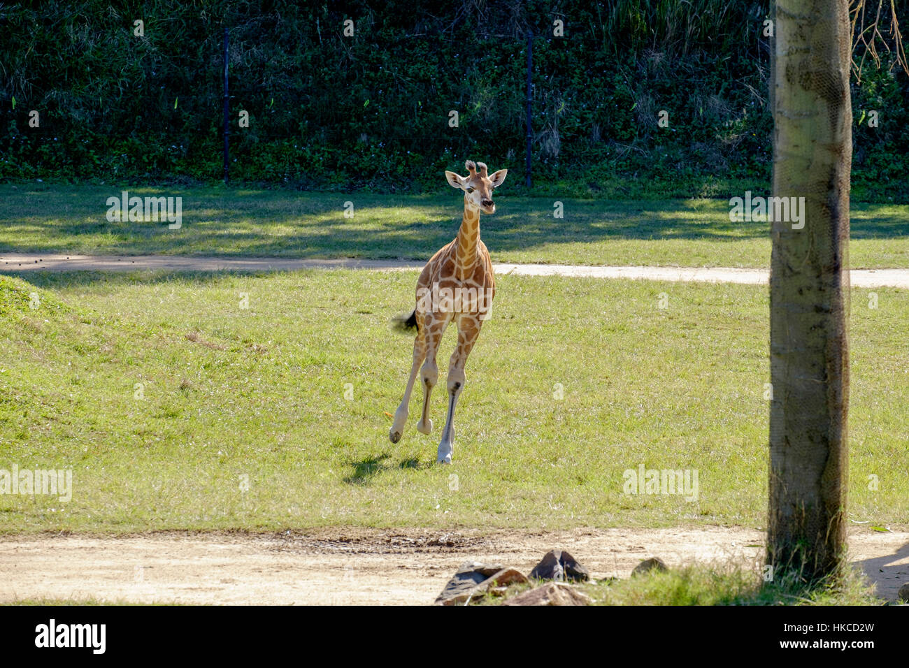 Giraffe - Australia Zoo Stock Photo - Alamy