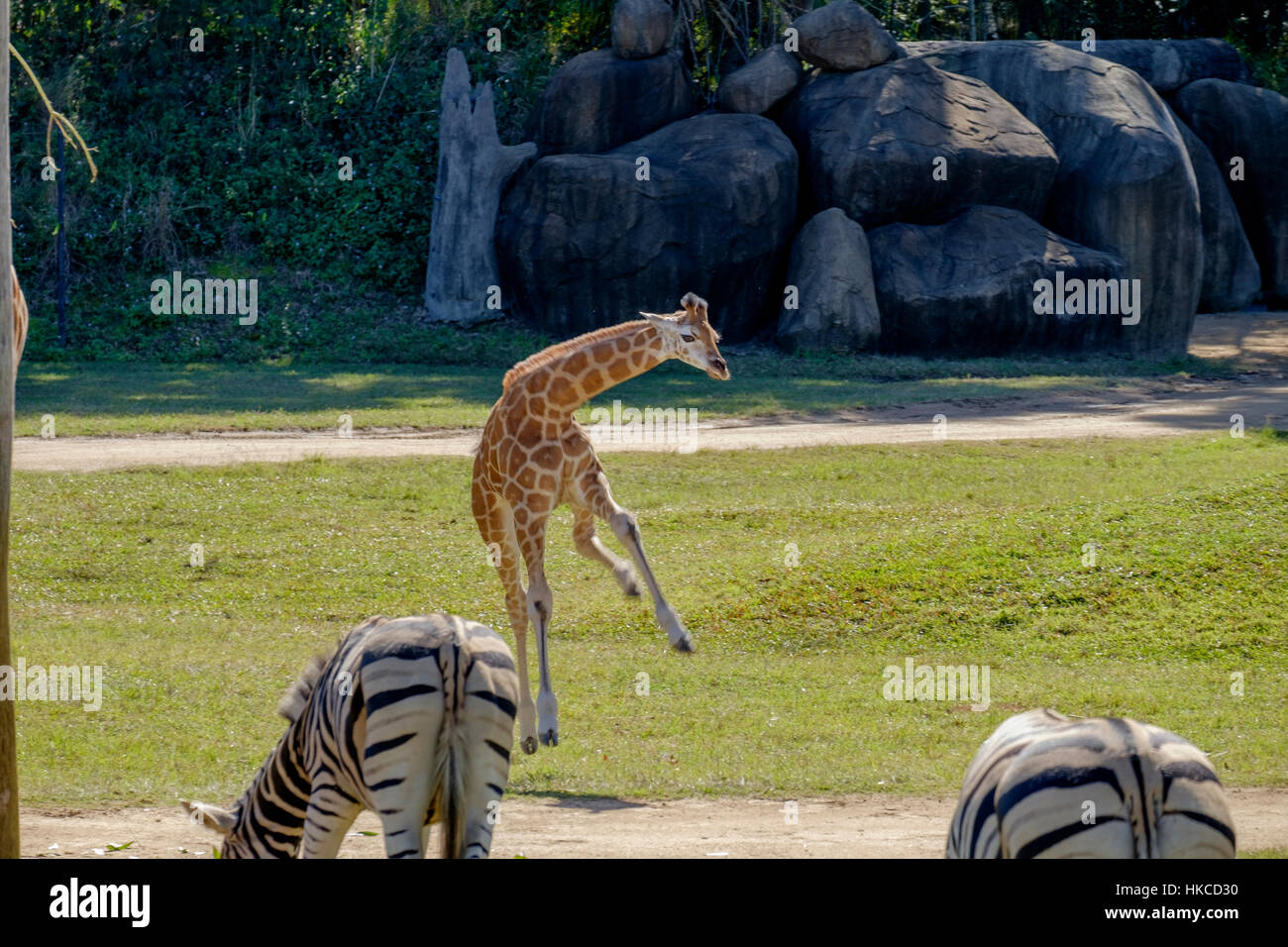 Giraffe - Australia Zoo Stock Photo - Alamy
