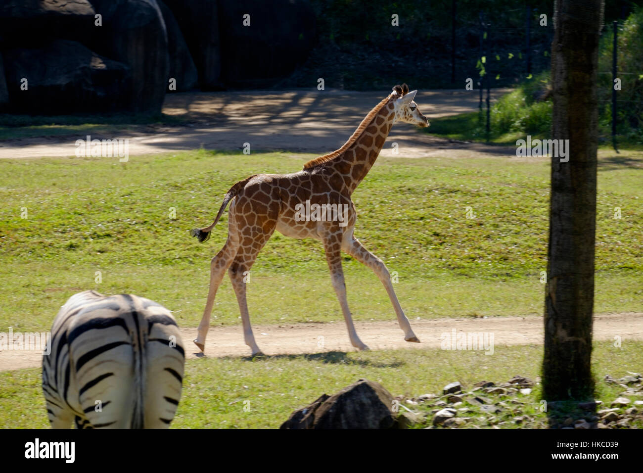 Giraffe - Australia Zoo Stock Photo - Alamy