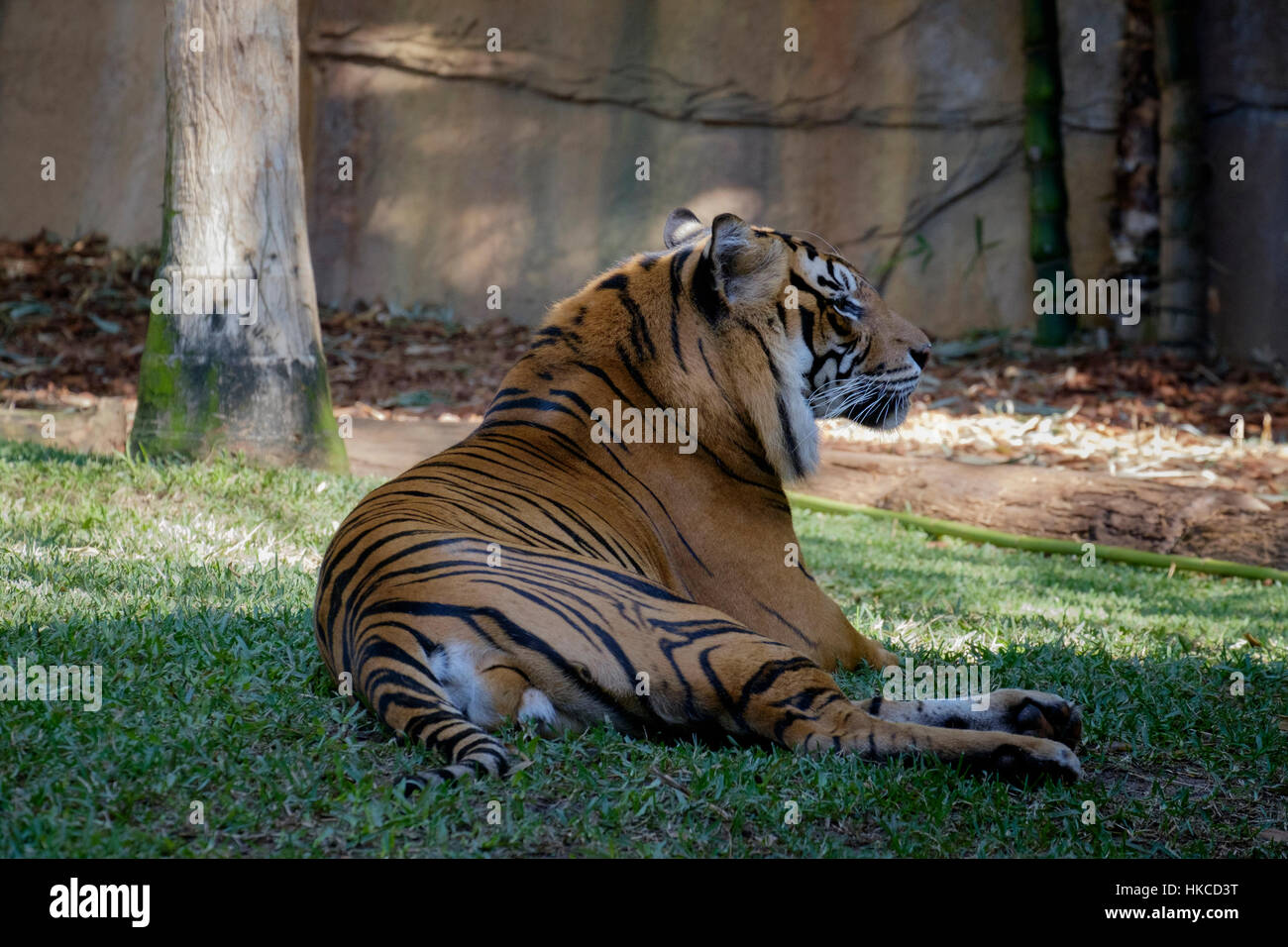 Sumatran tiger australia zoo hi-res stock photography and images - Alamy