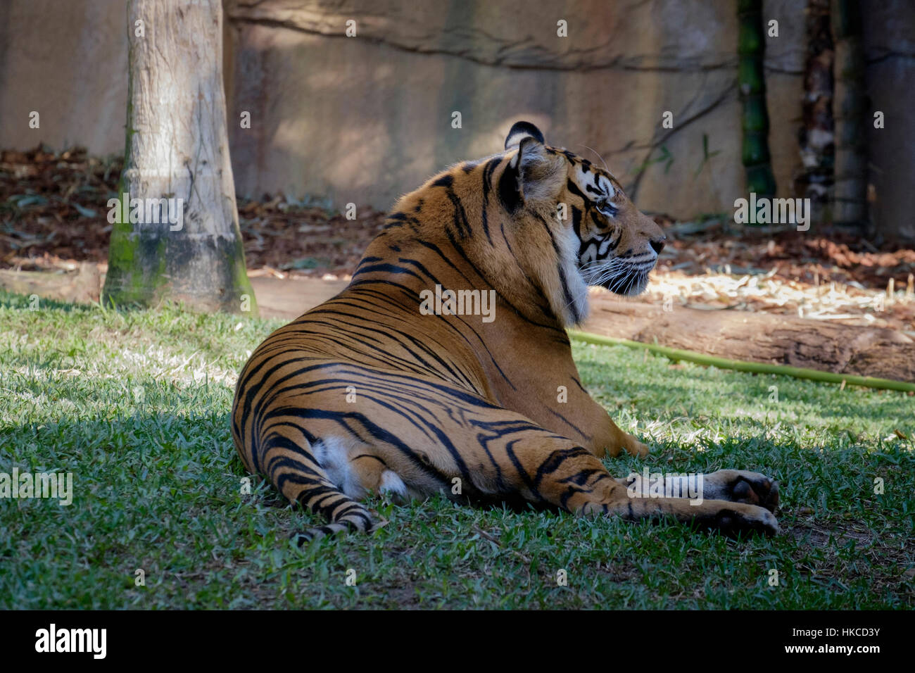 Sumatran Tiger - Australia Zoo Stock Photo - Alamy