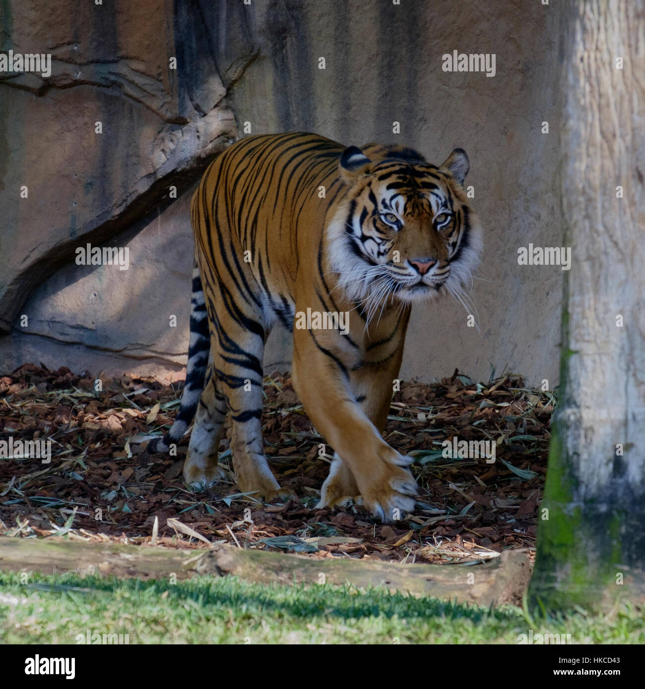Sumatran Tiger - Australia Zoo Stock Photo - Alamy