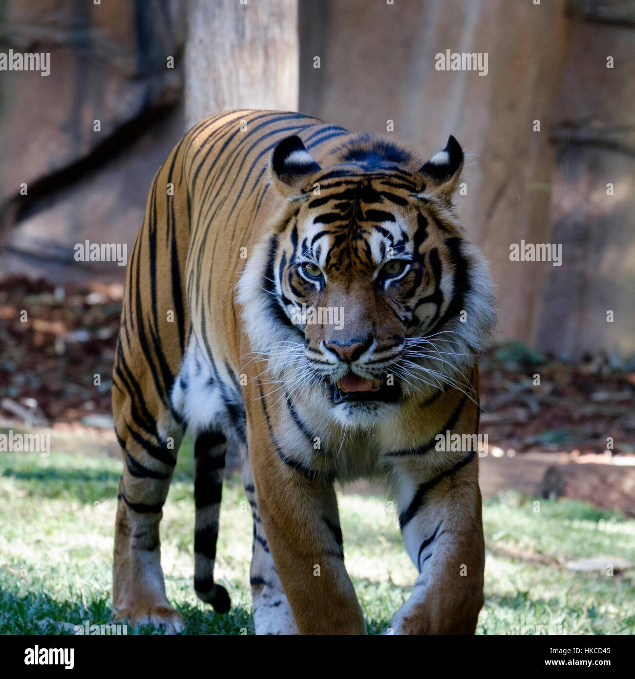 Sumatran tiger australia zoo hi-res stock photography and images - Alamy