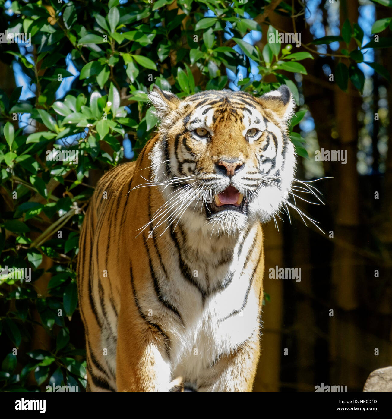 Sumatran tiger australia zoo hi-res stock photography and images - Alamy