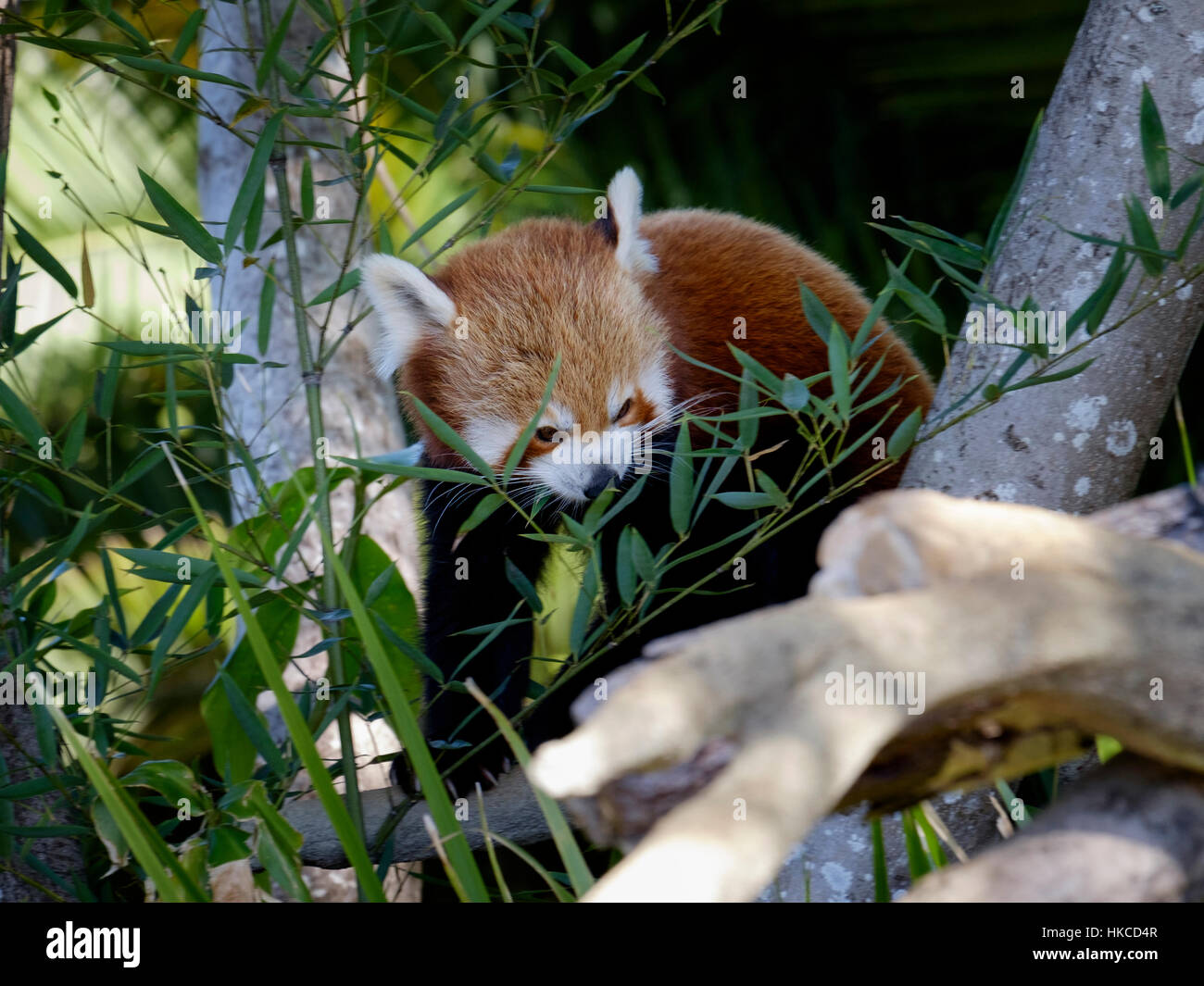 Red Panda - Australia Zoo Stock Photo - Alamy
