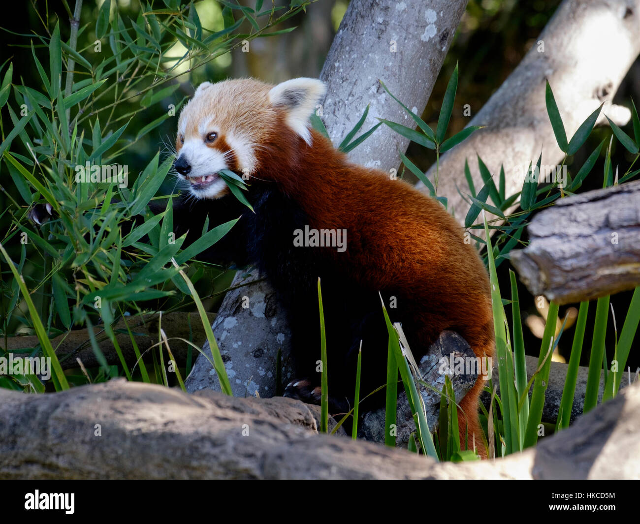 Red Panda - Australia Zoo Stock Photo - Alamy