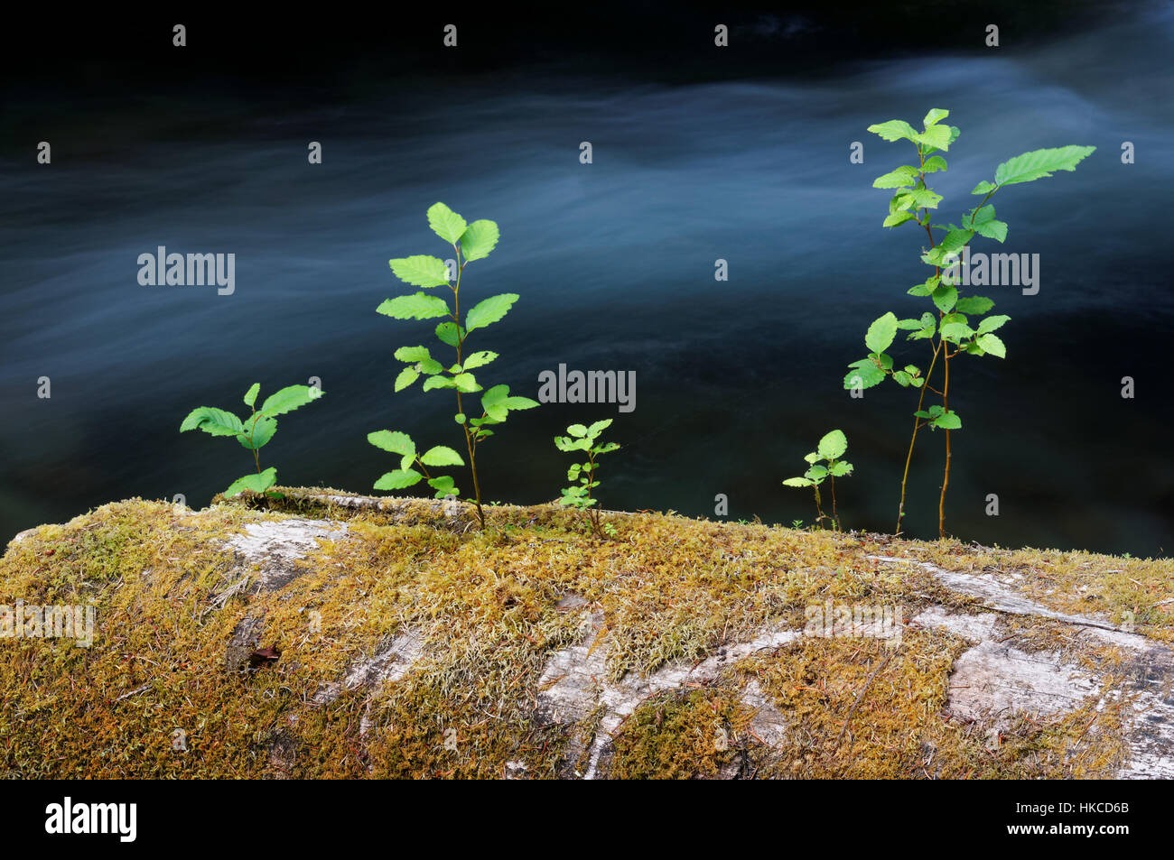Alder saplings growing from moss-covered log, Lillian Creek, Olympic ...