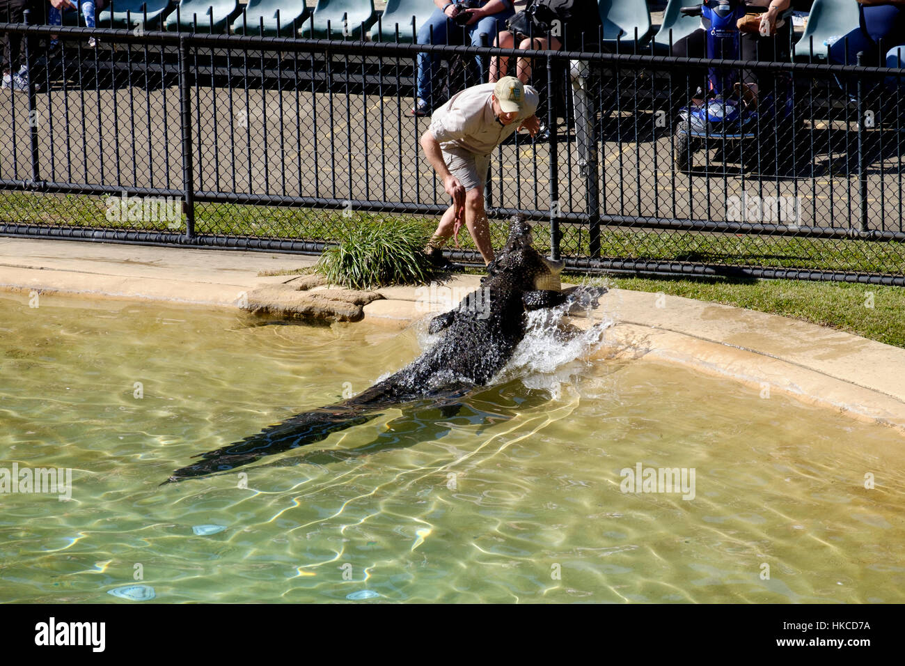 Crocodile Show - Australia Zoo Stock Photo - Alamy