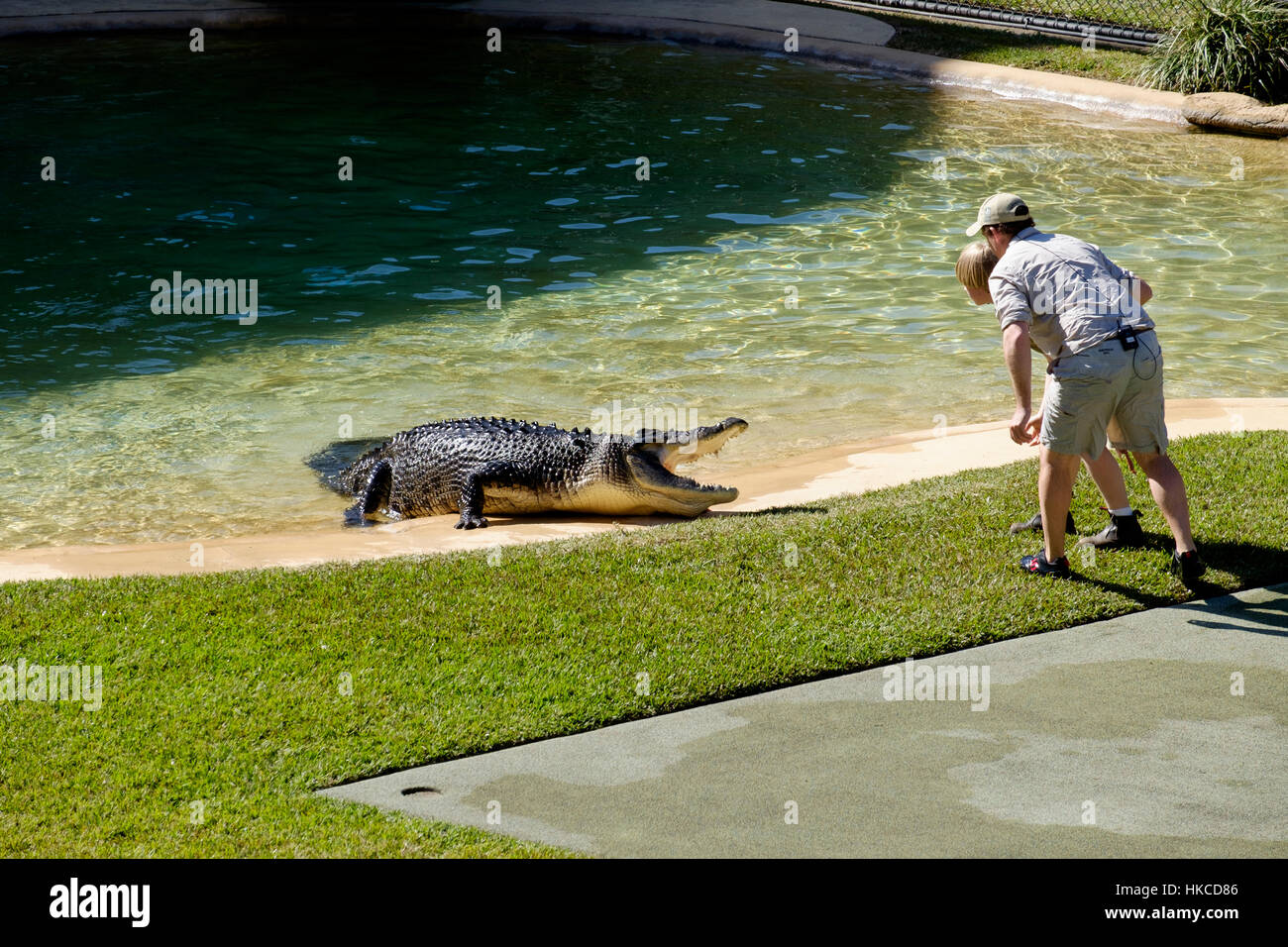 Crocodile Show - Australia Zoo Stock Photo - Alamy