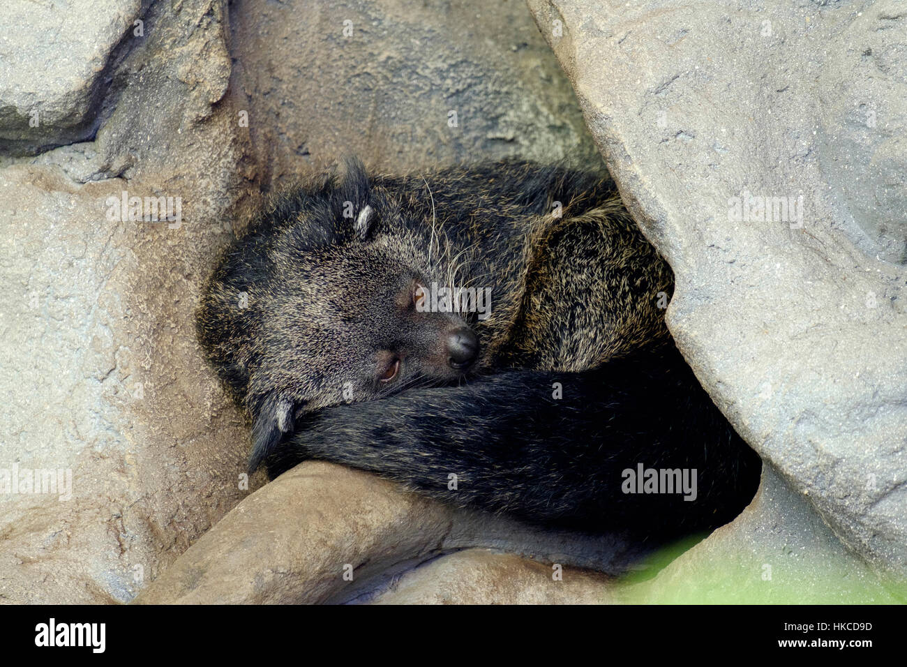 Binturong - Australia Zoo Stock Photo - Alamy
