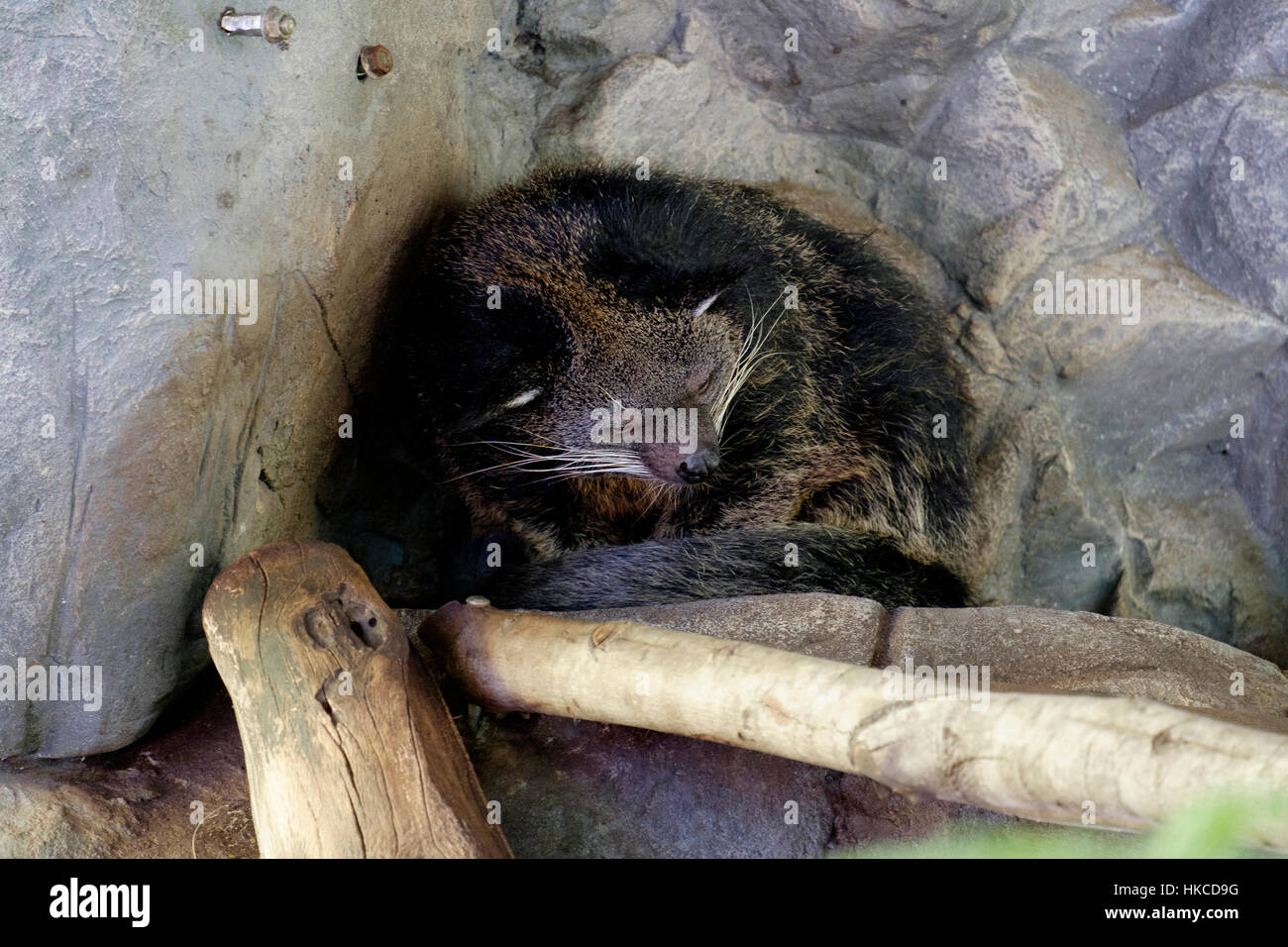 Binturong - Australia Zoo Stock Photo - Alamy