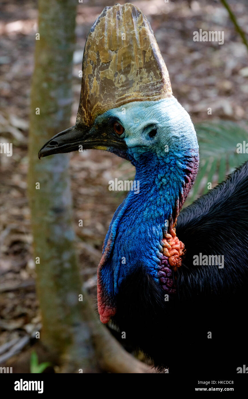 Cassowary australia hi-res stock photography and images - Alamy