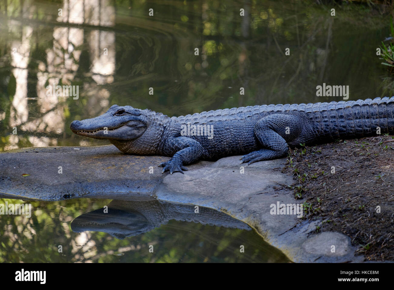 American Alligator - Australia Zoo Stock Photo - Alamy