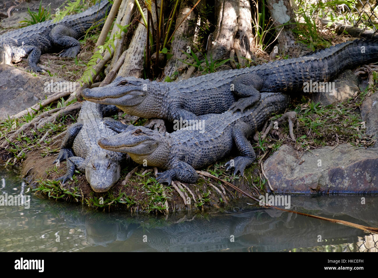 American Alligator - Australia Zoo Stock Photo - Alamy