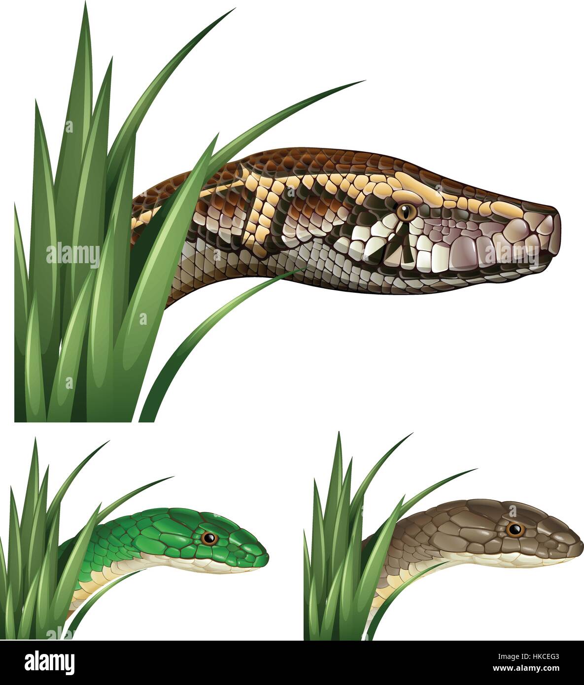 Dangerous snakes in the bush illustration Stock Vector Image & Art - Alamy