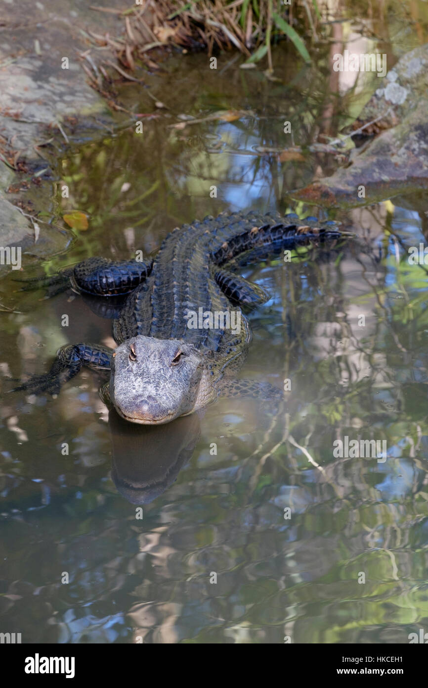 American Alligator - Australia Zoo Stock Photo - Alamy