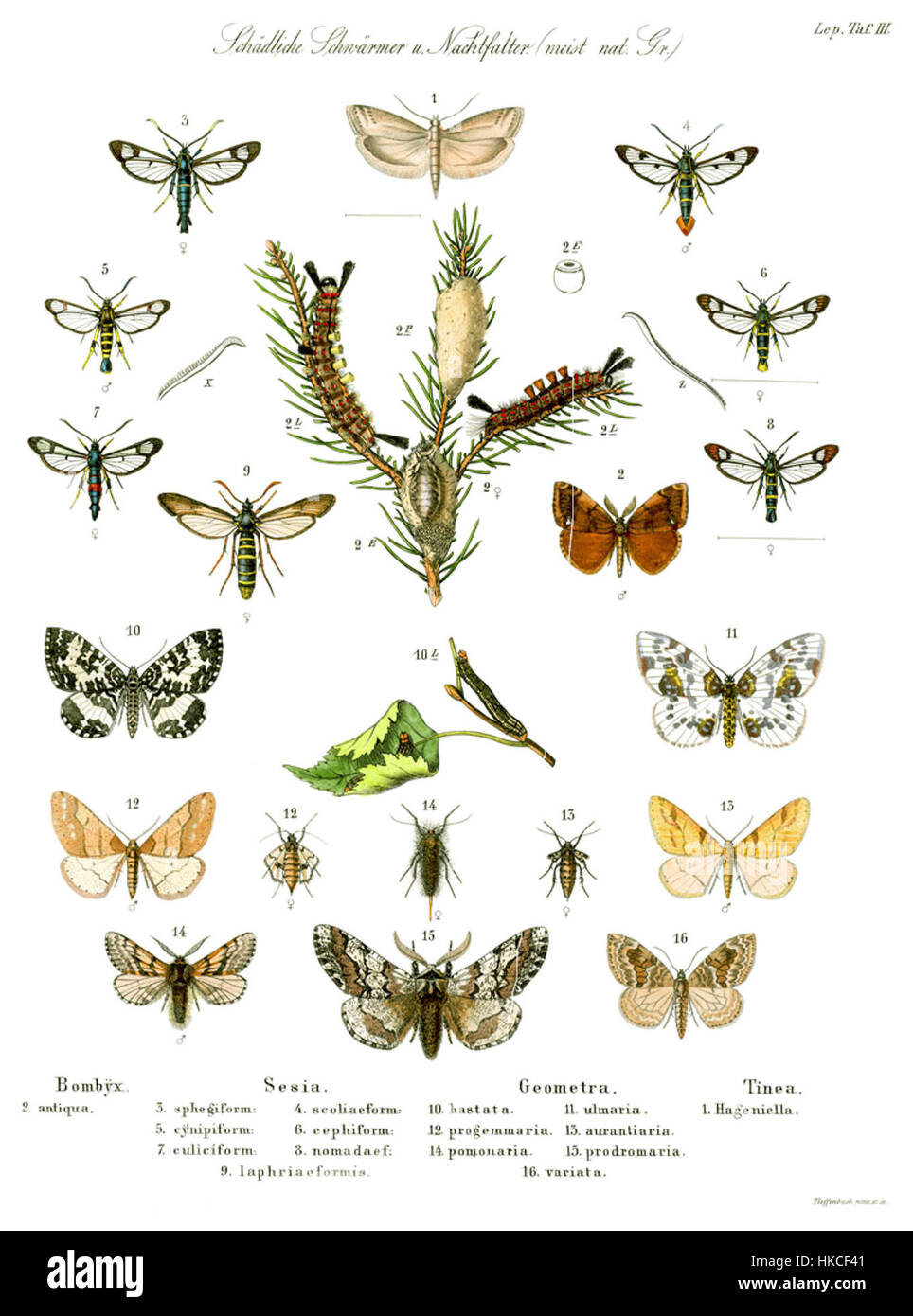 'Waldverderbnis' by Ratzeburg portrays the environmental consequences ...