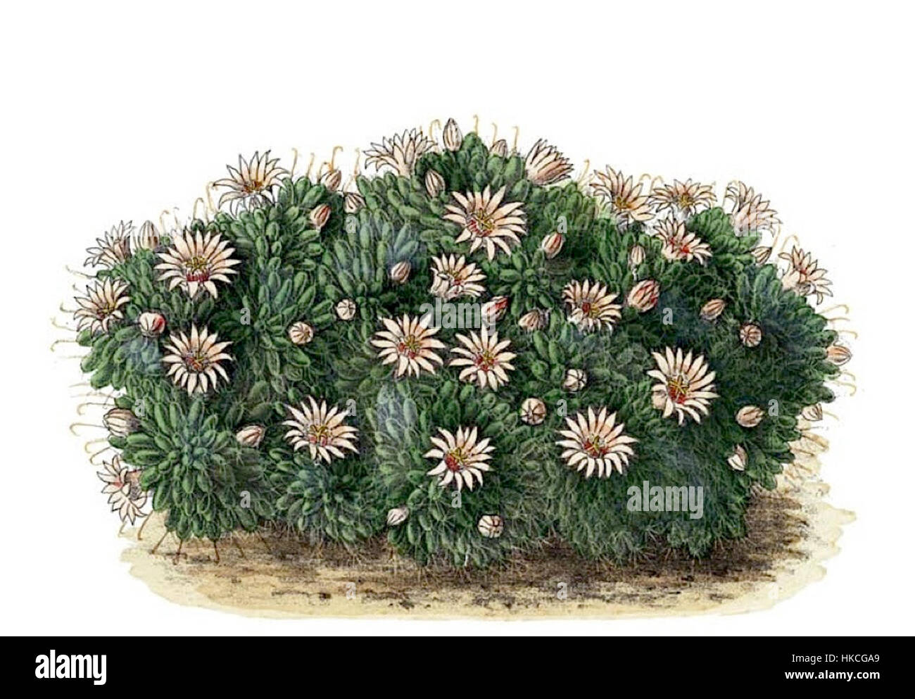 A botanical artwork featuring Mammillaria glochidiata, a species of ...