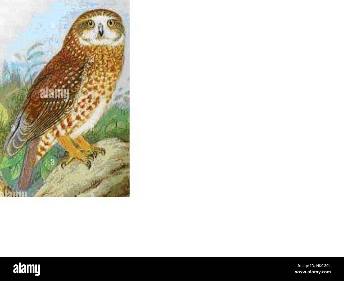 Lord Howe Boobook cropped Stock Photo - Alamy