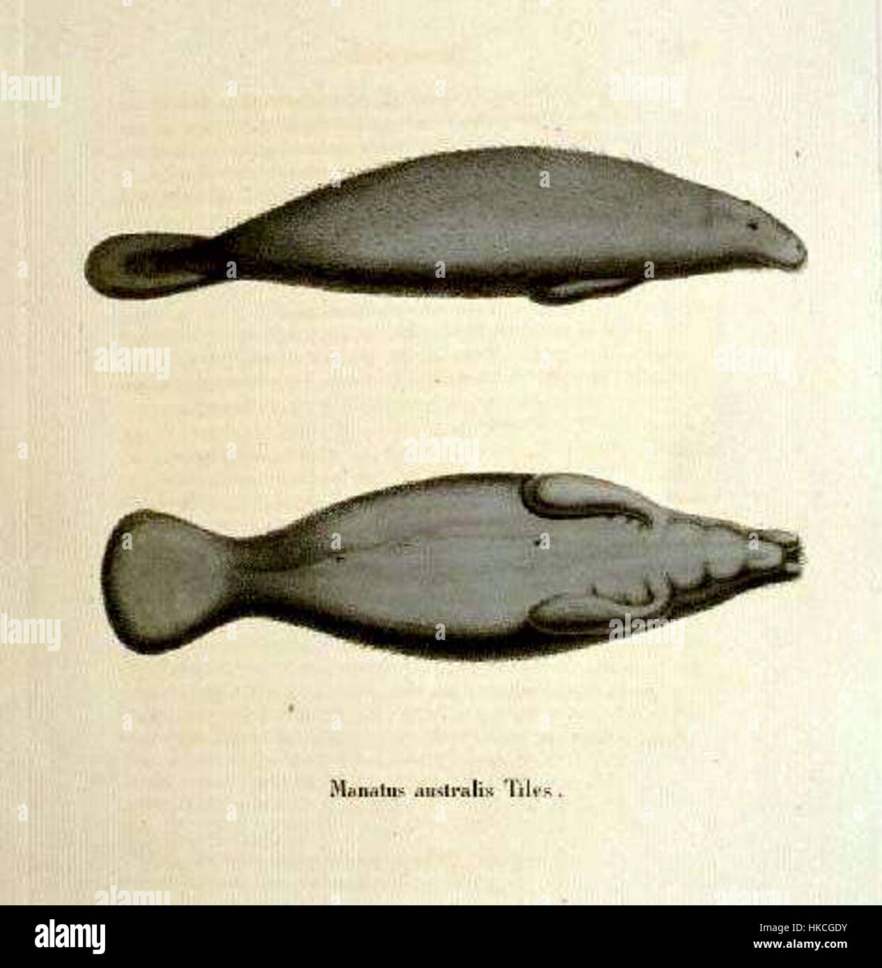 *Manutus australis* is an illustration of the South American species of ...