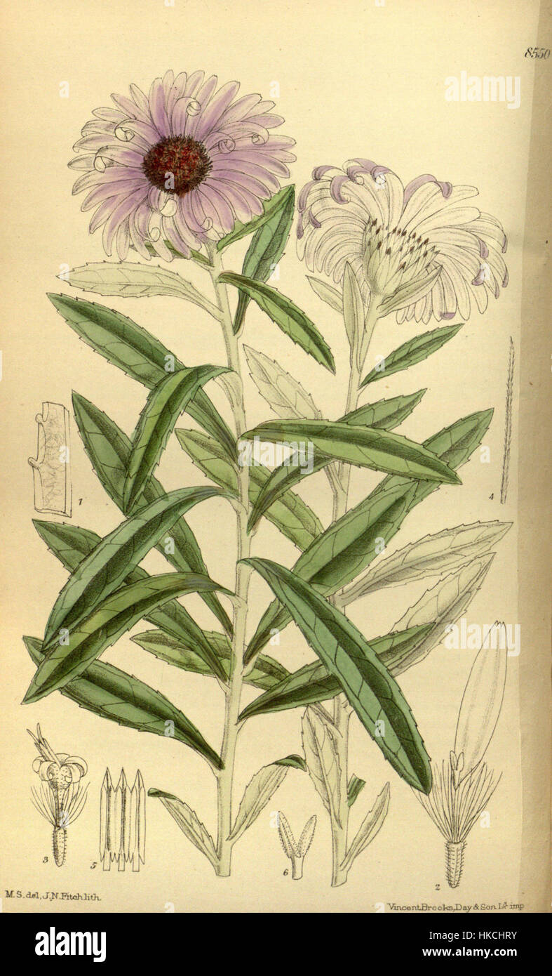 Olearia specimen olearia specimen hi-res stock photography and images ...