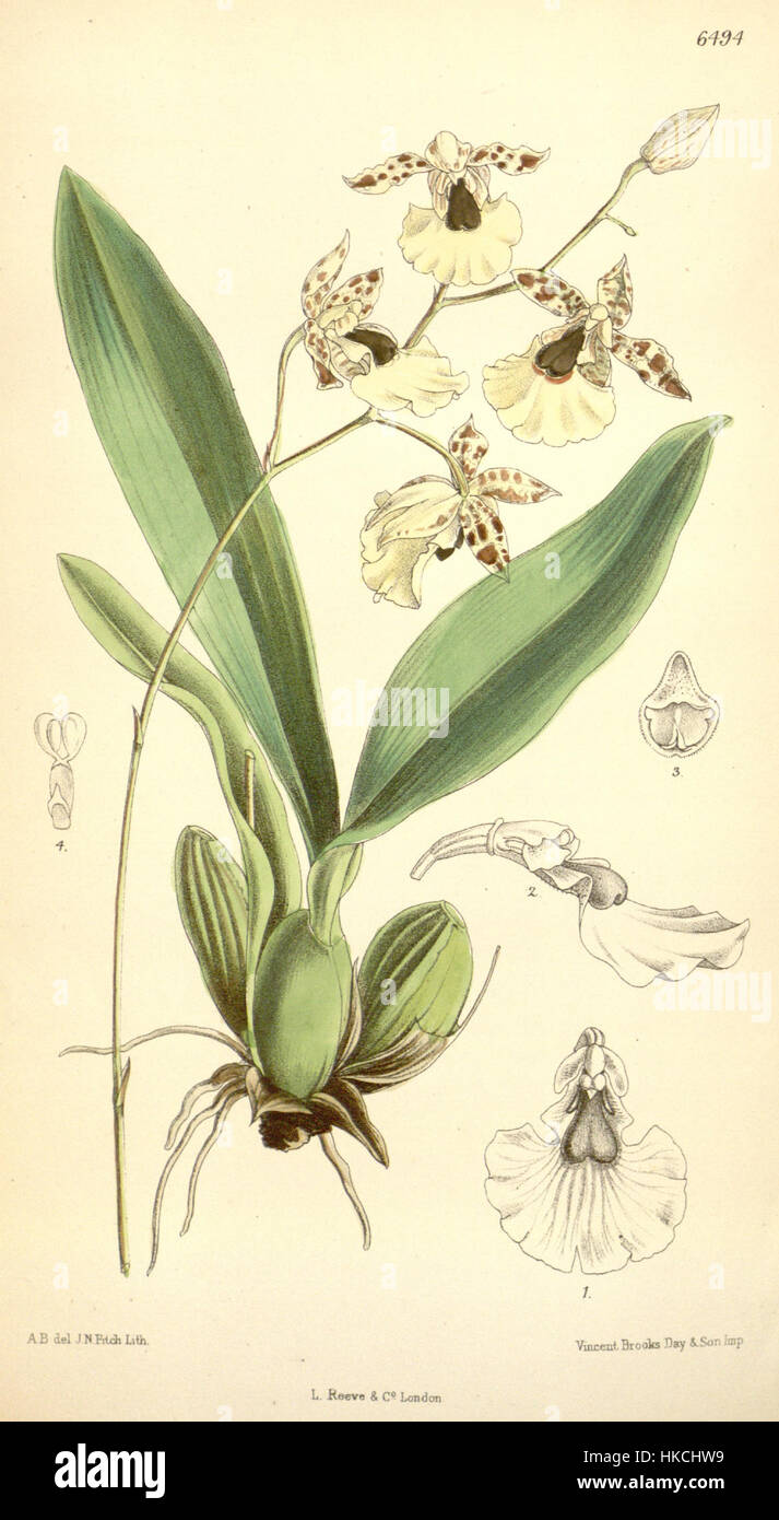 Showcasing distinct floral features hi-res stock photography and images ...