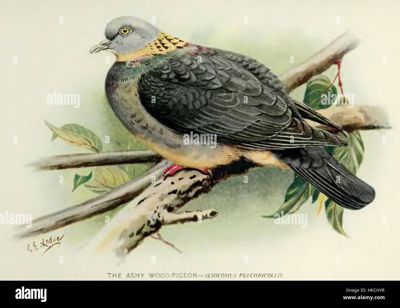 The Ashy Wood Pigeon is depicted in this artwork, known for its ...