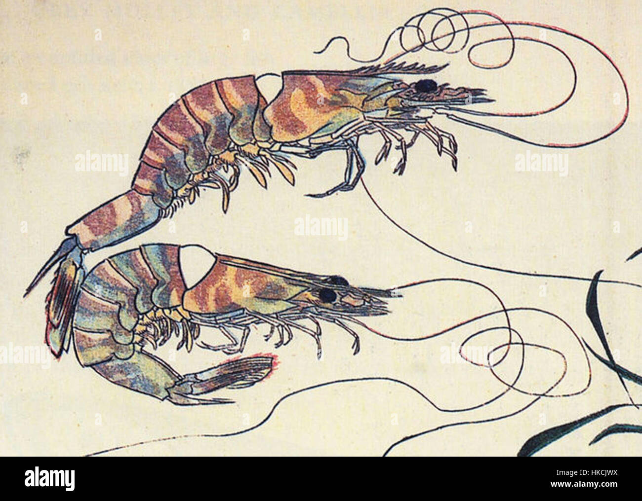 This still life painting features a detailed depiction of prawns ...